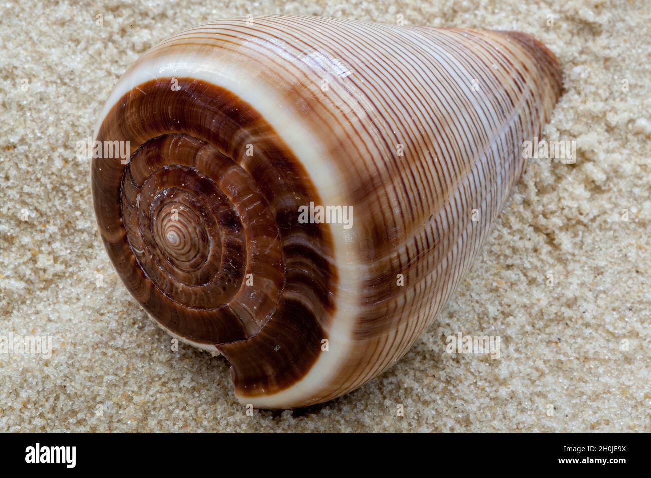 Cone shaped shell hi-res stock photography and images - Alamy