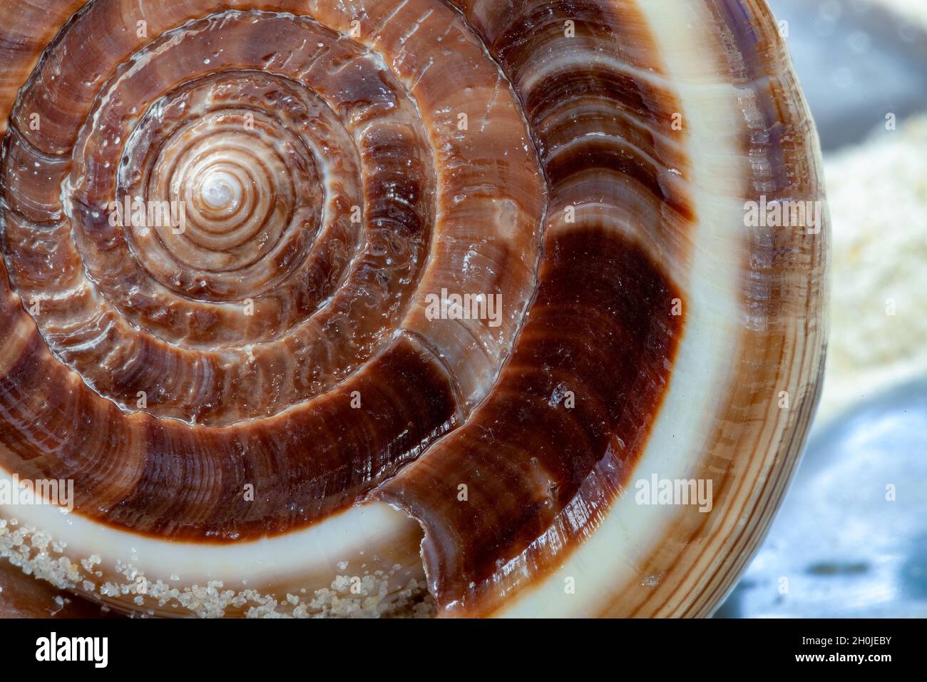 Cone shaped shell hi-res stock photography and images - Alamy