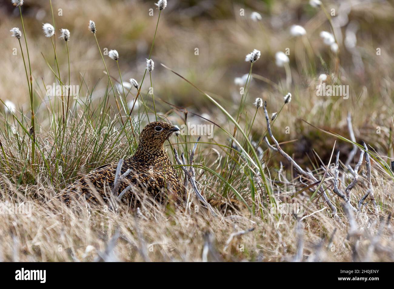 Female Red Grouse (Lagopus lagopus scotical) sitting on her nest Stock ...