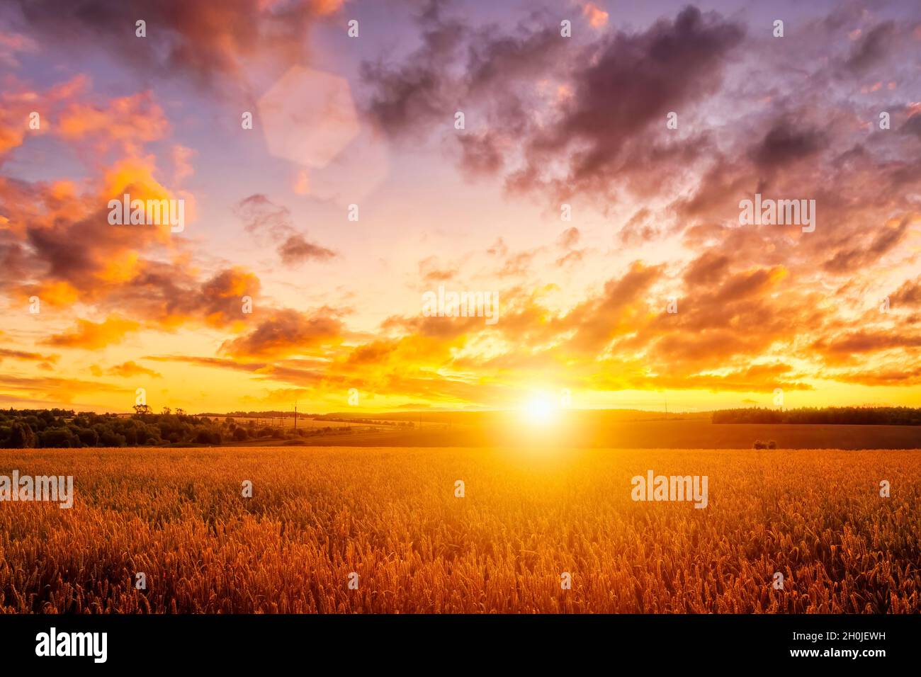 Sunset on the field with young rye or wheat in the summer with a cloudy ...