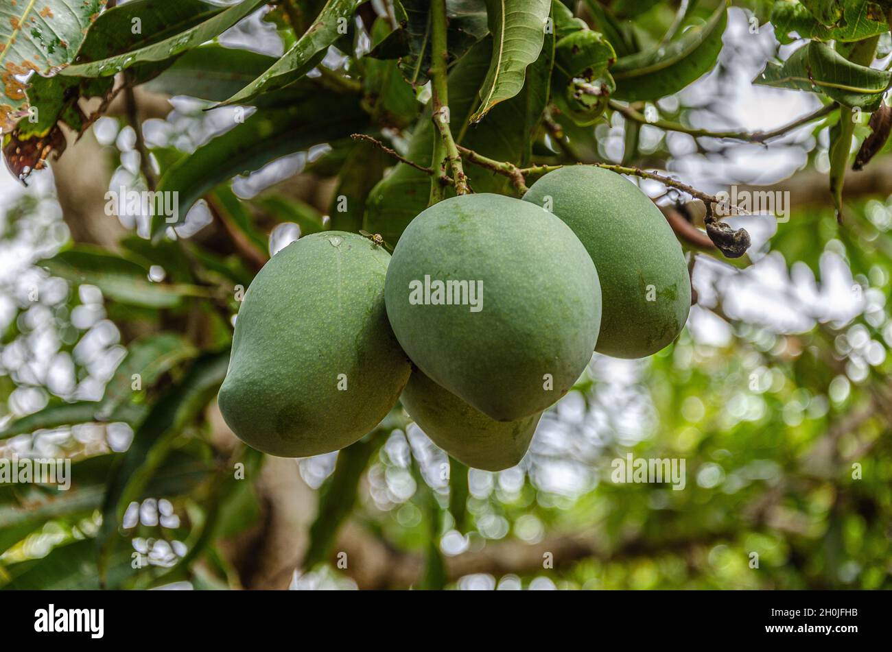 Bunch of mangoes on tree Stock Photo - Alamy