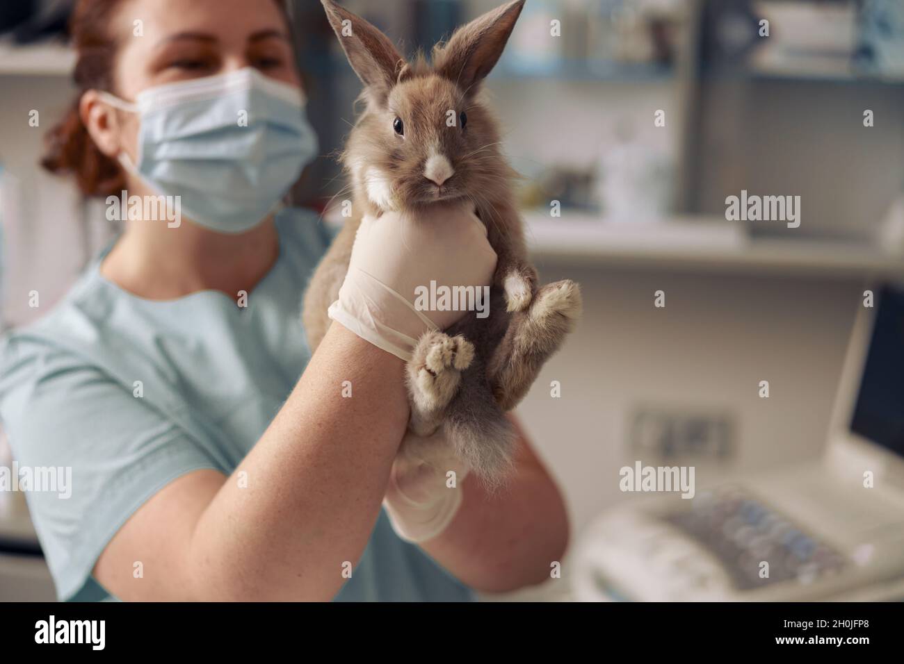 Grey rabbit hi-res stock photography and images - Alamy