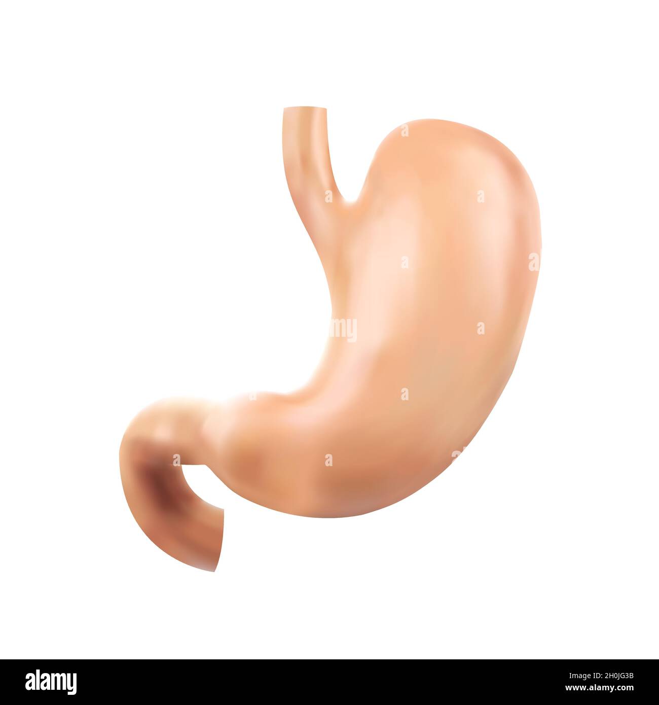 Anatomically accurate realistic vector illustration of human internal ...