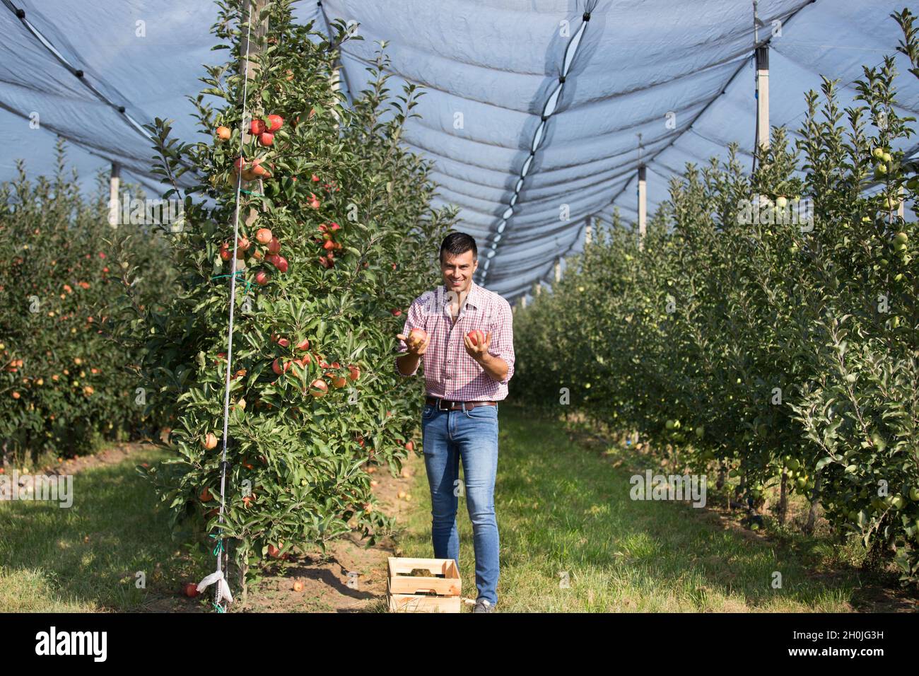 Farmer examining apple fruit hi-res stock photography and images - Alamy