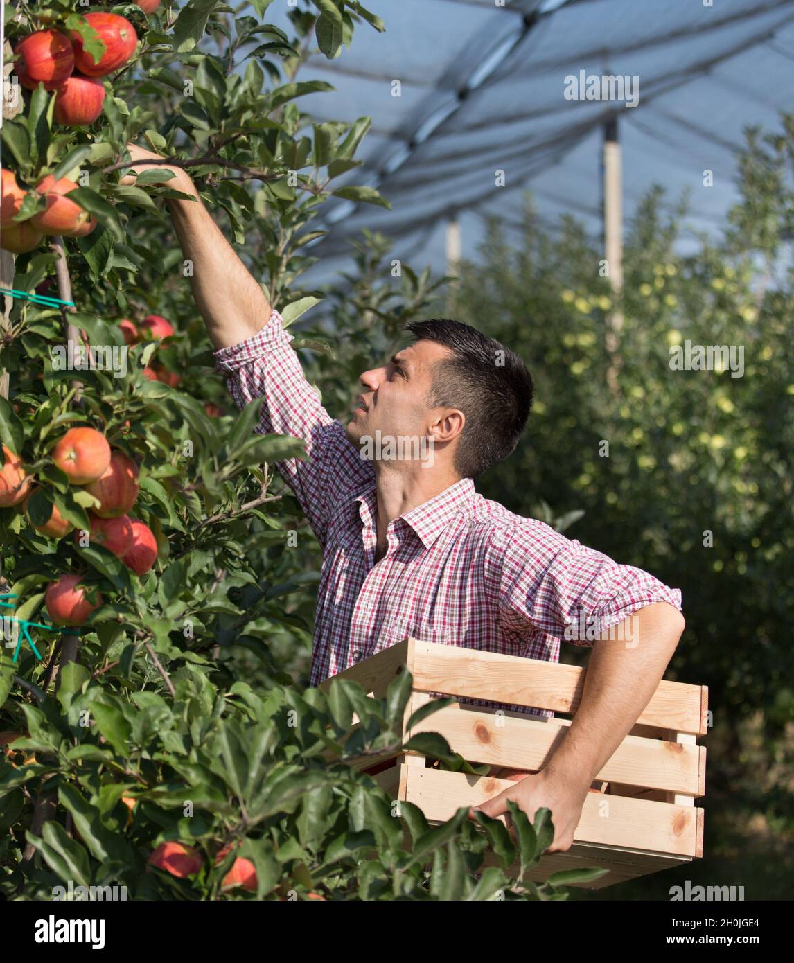 Handsome farmer holding wooden crate and harvesting ripe apples in ...
