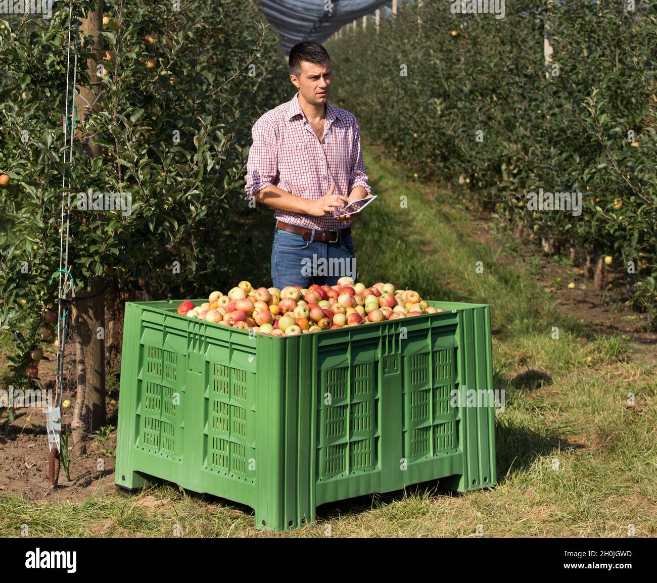 Handsome farmer with tablet standing beside large plastic crate full of ...