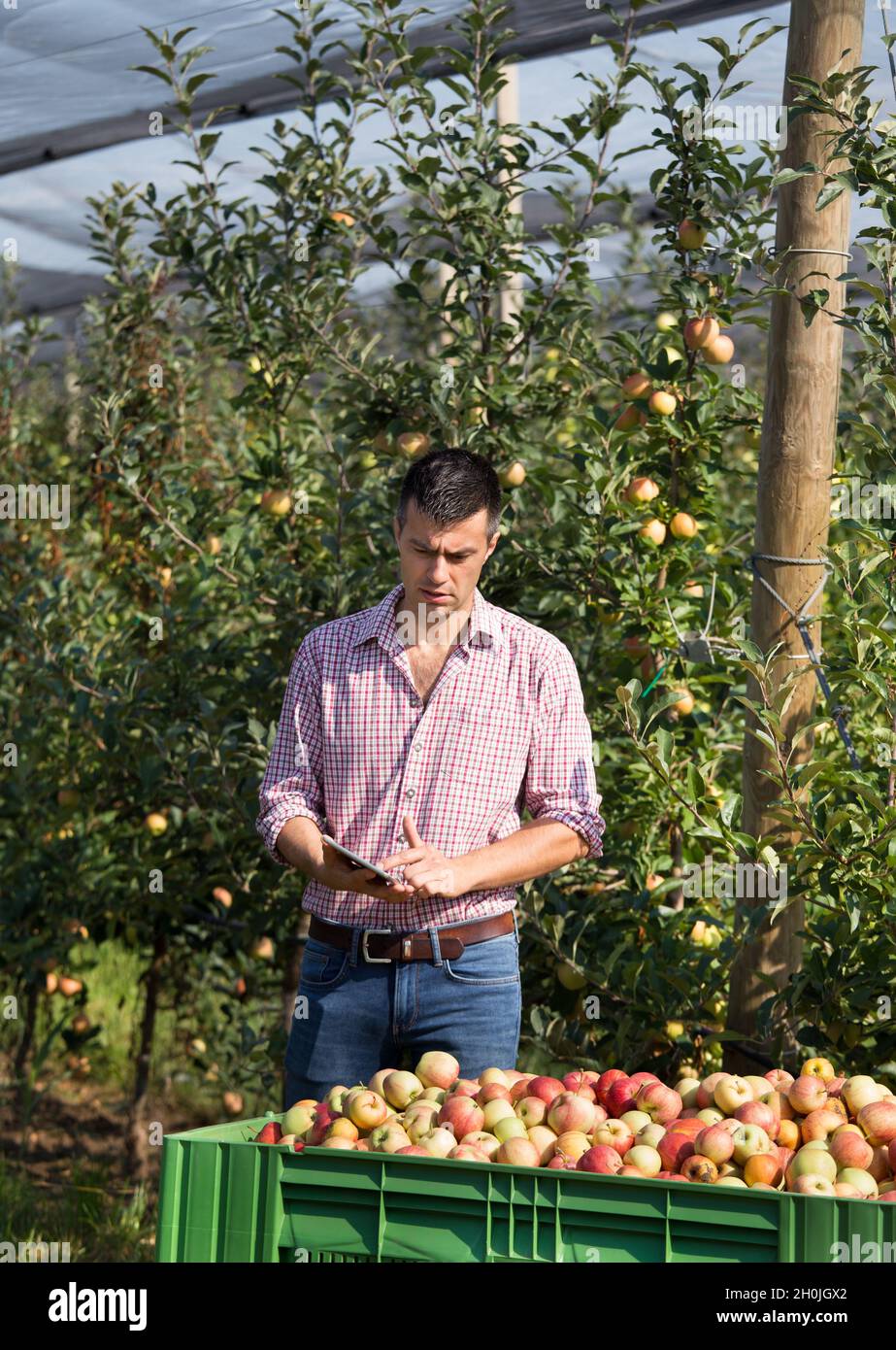 Handsome farmer with tablet standing beside large plastic crate full of ...