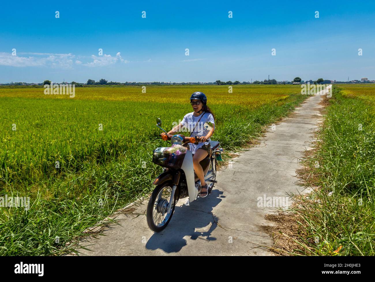 Asian Woman rides her motorcycle in-between the rice fields in Hoi An ...