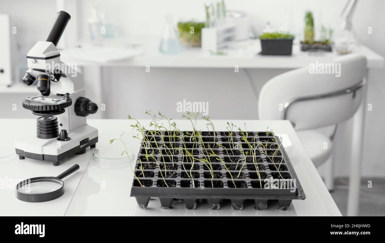 Arrangement with plants microscope Stock Photo - Alamy
