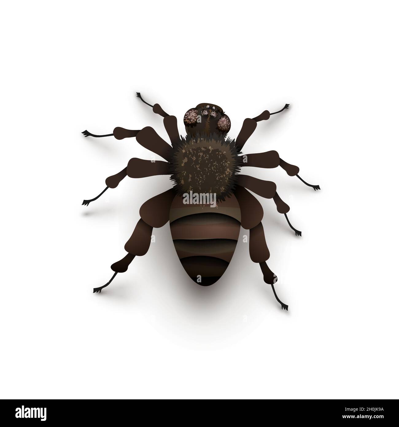 Detailed realistic spider on white Stock Vector Image & Art - Alamy