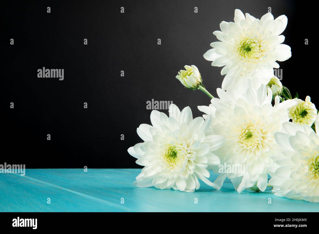 side view of white color chrysanthemum flowers lying isolated on black ...
