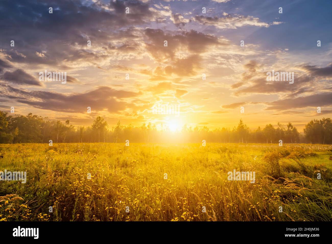 Sunrise on a field covered with wild flowers in summer season with fog ...