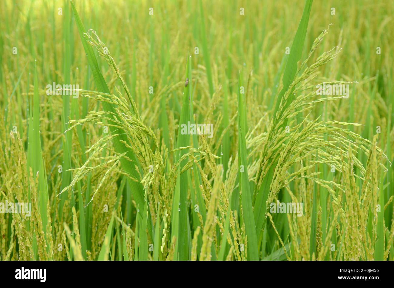 Bunch of a green ripe paddy plant with grains growing on the farm Stock ...