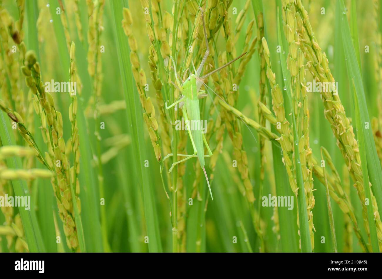 Selective focus shot of green grasshopper on paddy rice Stock Photo - Alamy