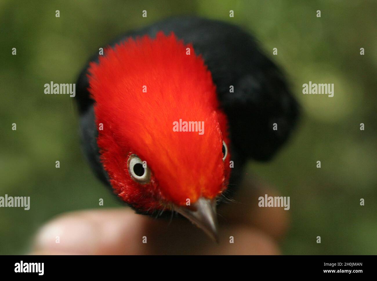 Round Tailed Manakin High Resolution Stock Photography and Images - Alamy
