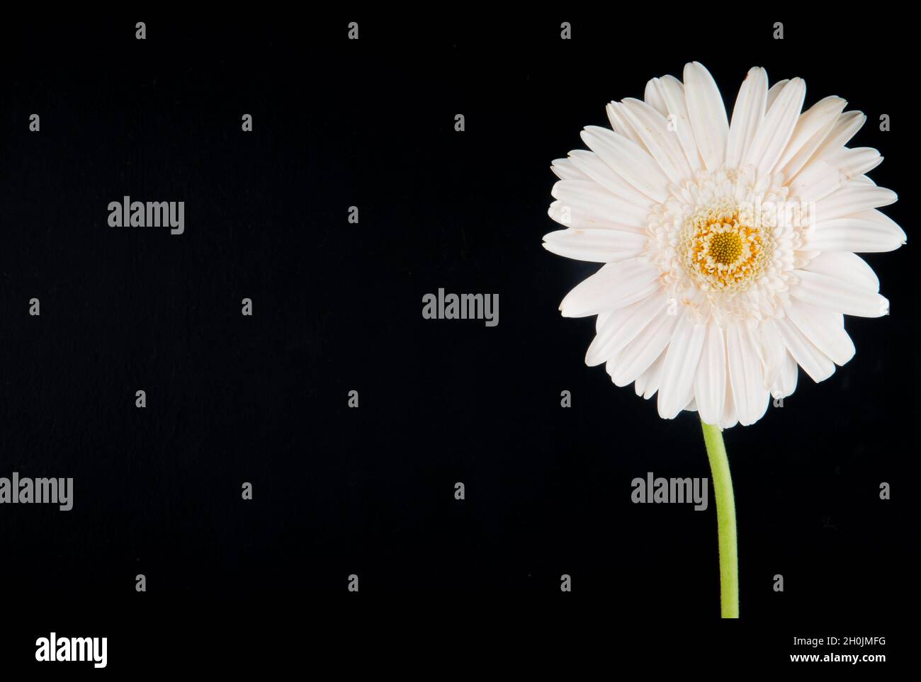 side view of white color gerbera flower isolated on black background ...