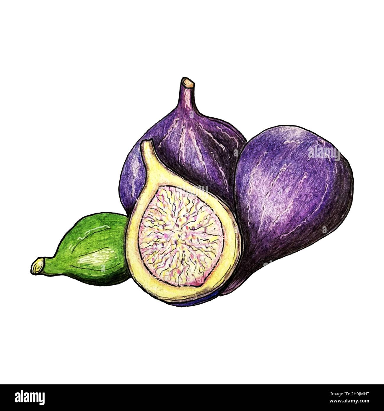 Figs pencil hand drawing, isolated, white background. Vector ...