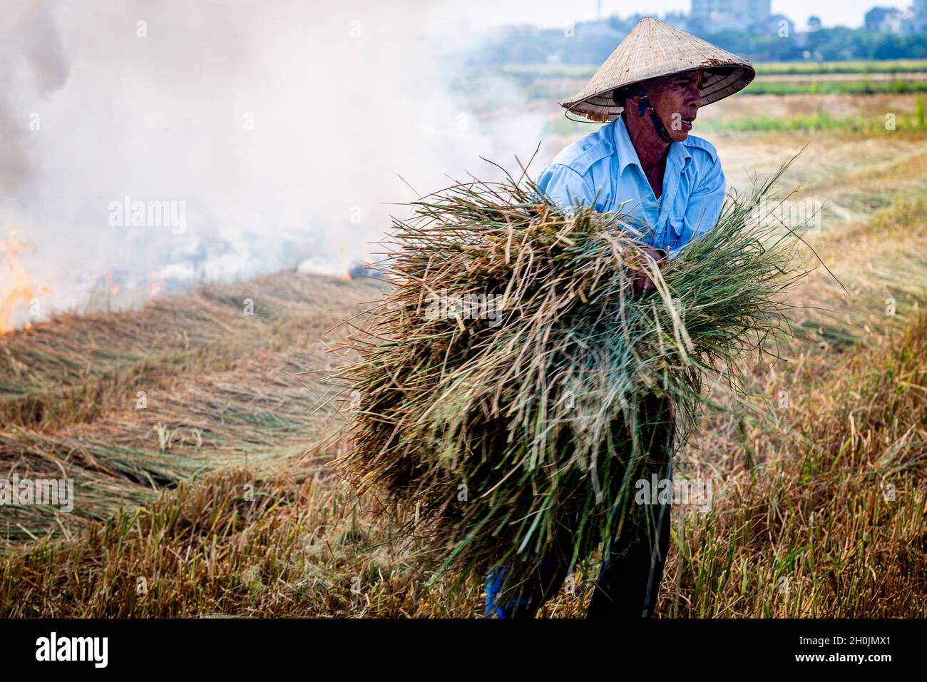 Rice farmer picks up a bundle of hay to burn in his harvested rice ...