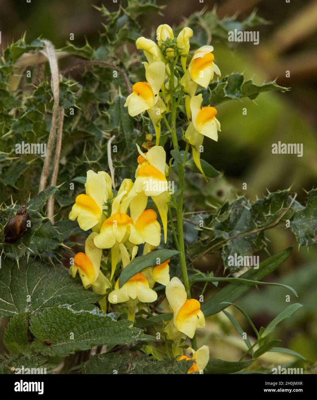 The Common Toadflax is an erect perennial of grasslands and sandy soils ...