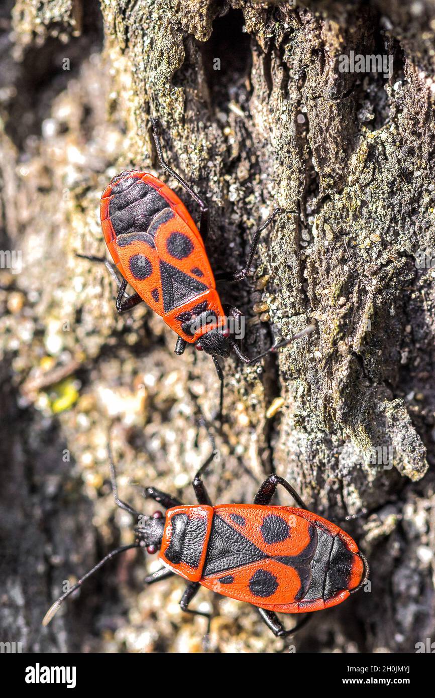 Macro shot of spined soldier bugs on a tree trunk Stock Photo - Alamy
