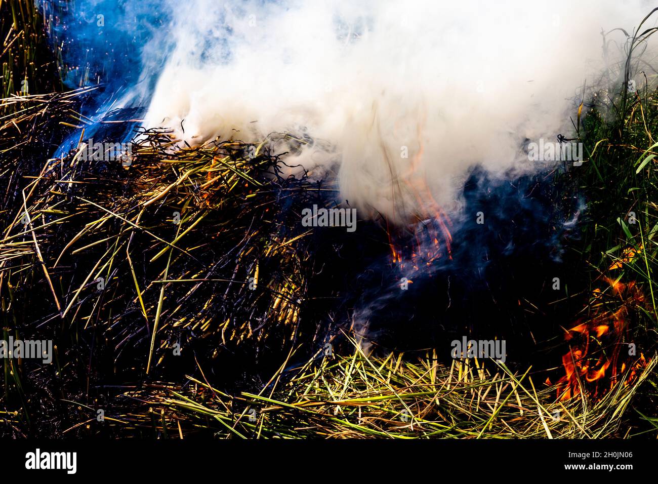 Rice straw hi-res stock photography and images - Alamy
