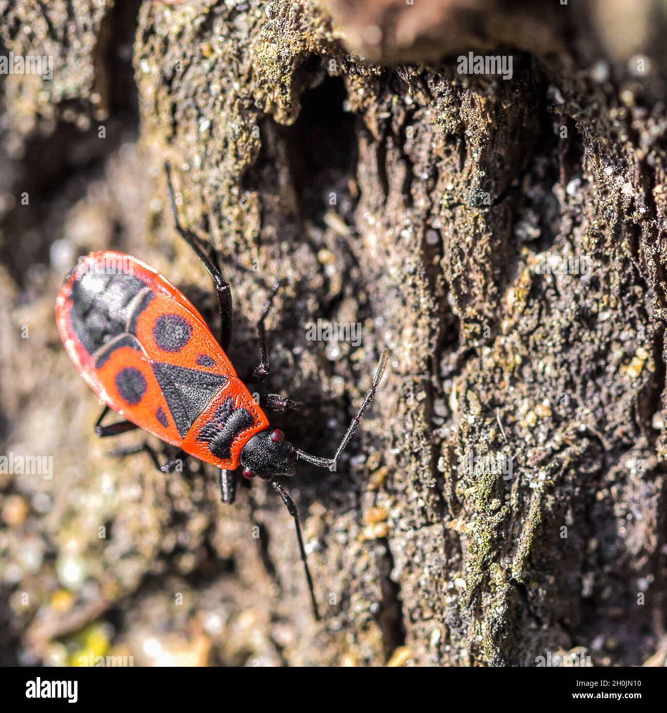 Spined soldier bug hi-res stock photography and images - Alamy