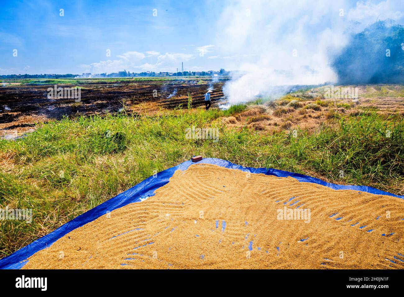 Rice drying hi-res stock photography and images - Alamy
