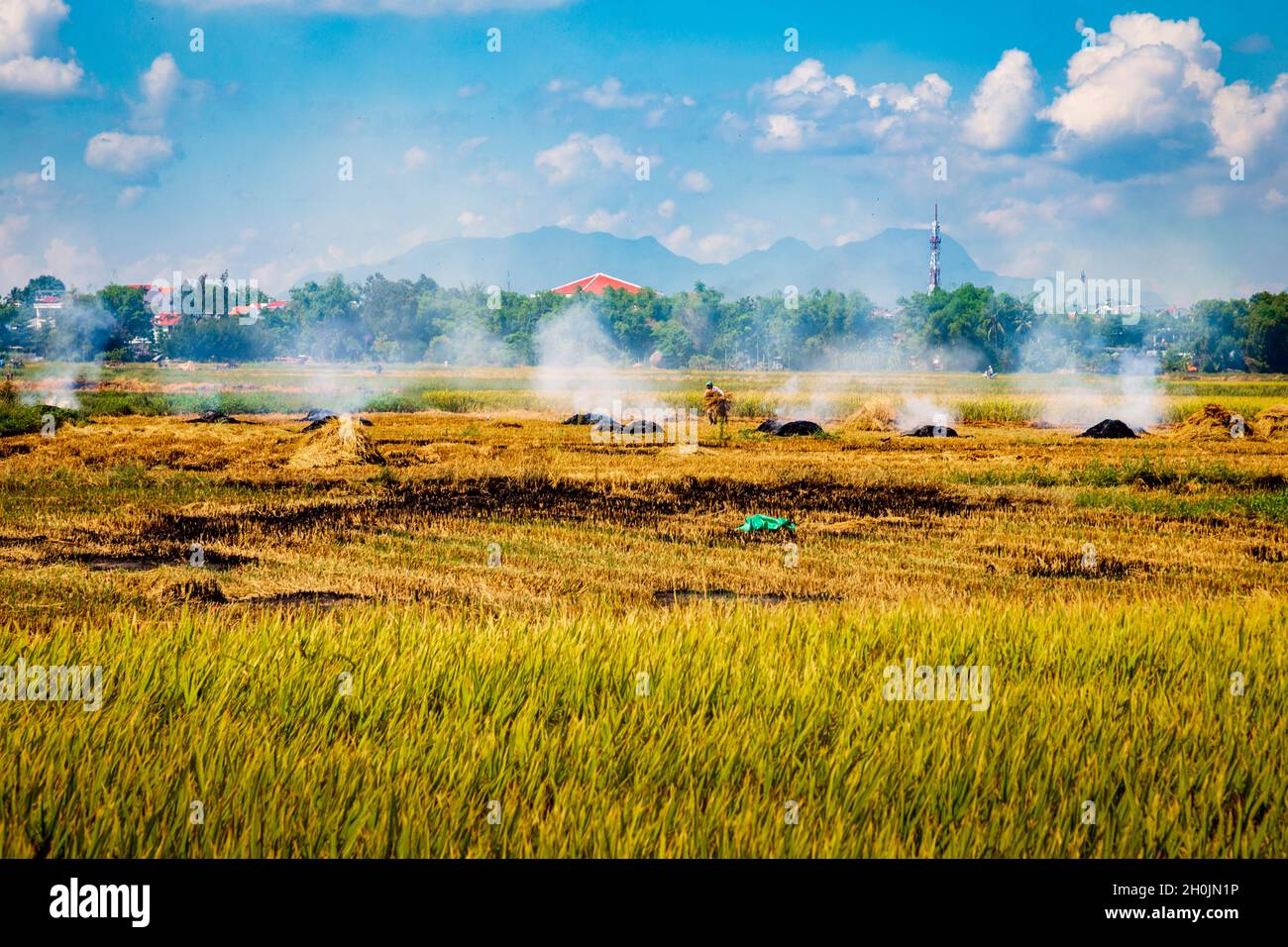 Piles of hay burn while rice farmer gathers more straw Stock Photo - Alamy