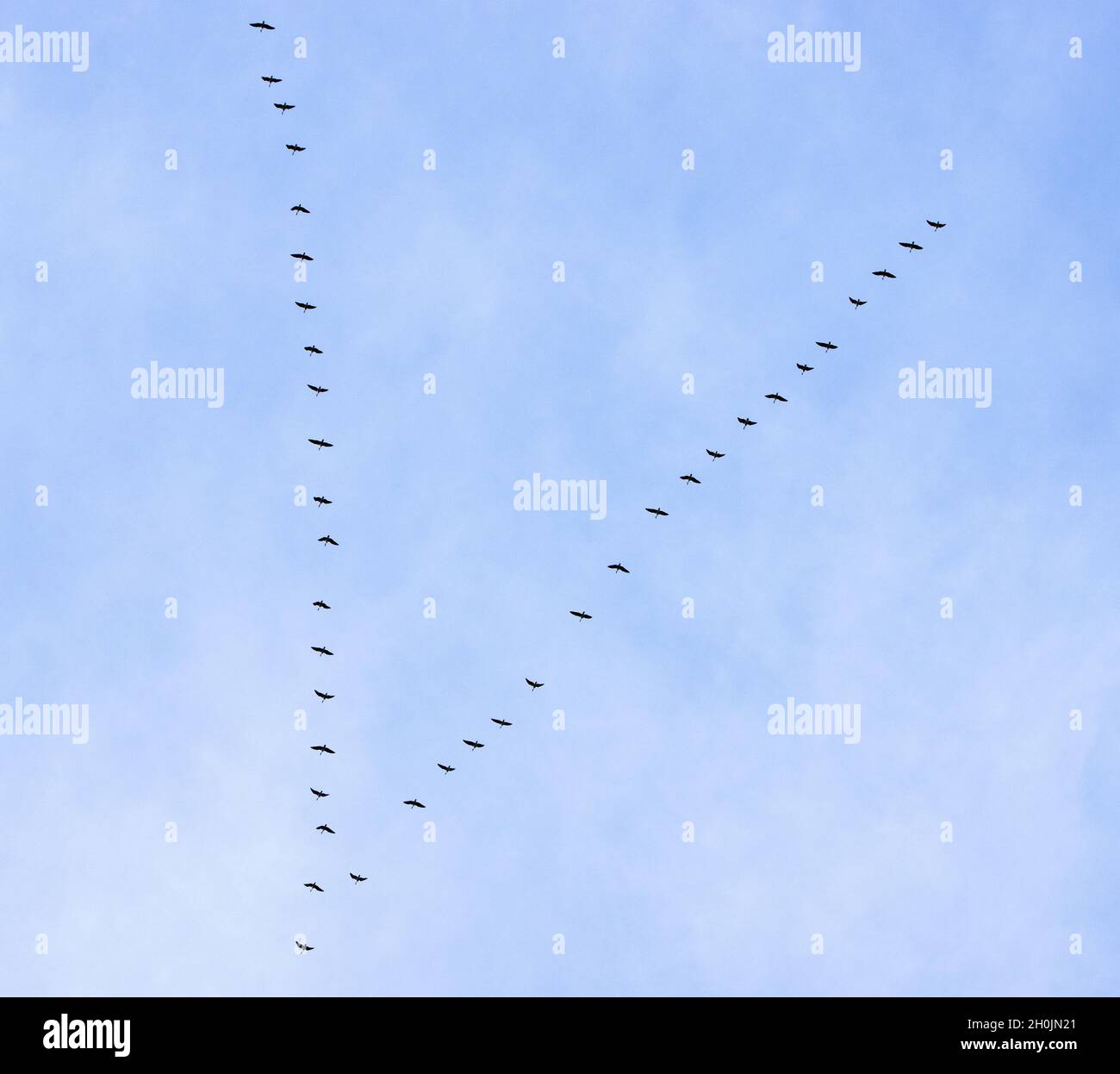 In October each year large V-formations or skeins of Pink-footed Goose ...