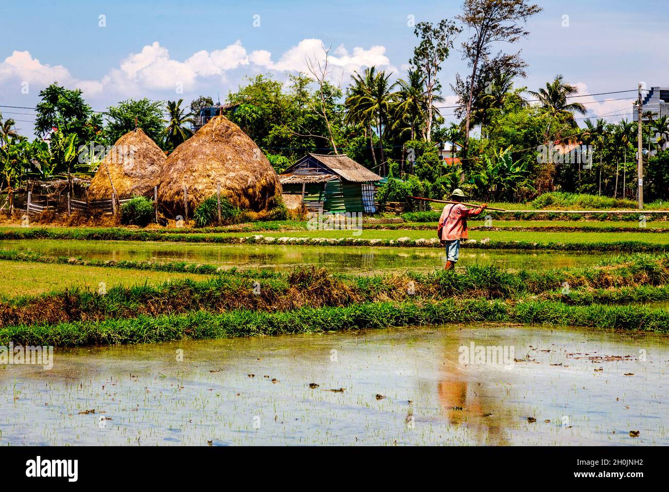 A man walking between rice paddys carrying a long pole in a rice field ...