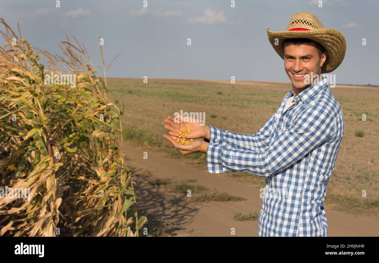 Handsome farmer with straw hat checking corn grains in field before ...