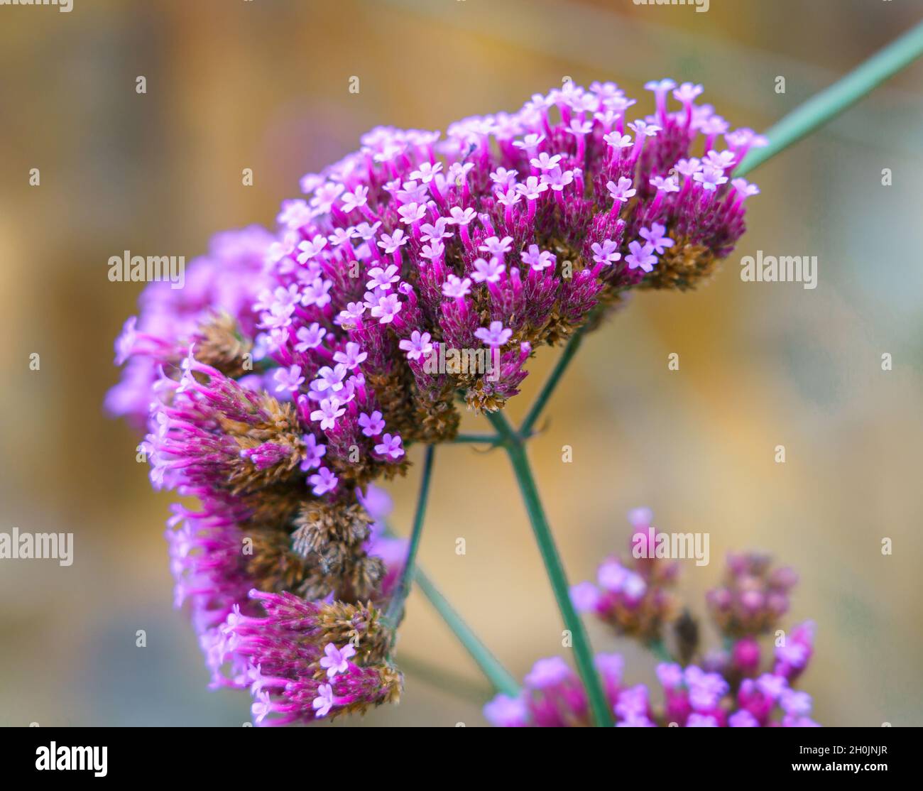 Verbena Bonariensis the purpletop verbena or Argentinian Vervain Stock ...