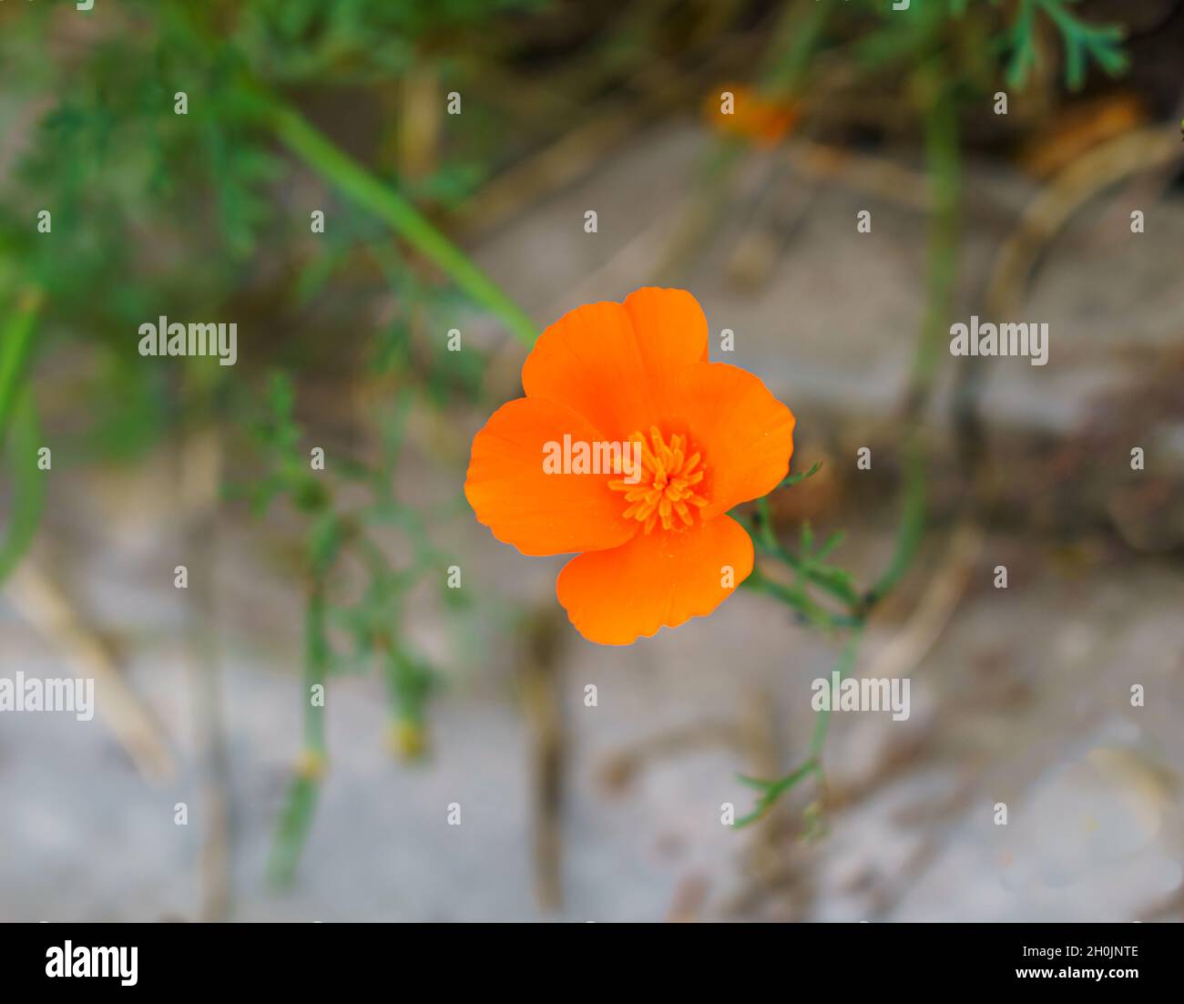Orange california poppy hi-res stock photography and images - Alamy