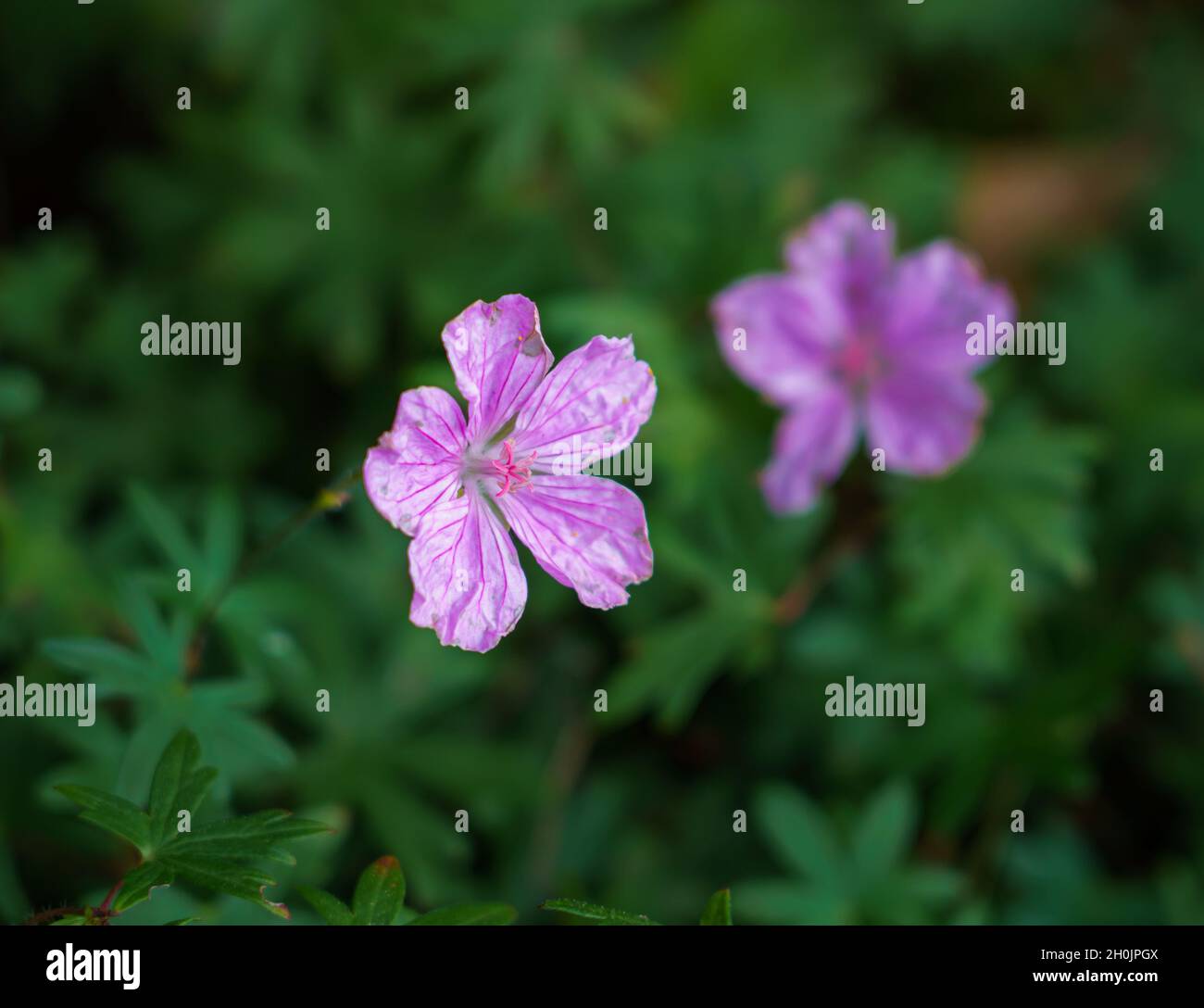 close up of a beautiful pink purple sticky geranium (Geranium ...