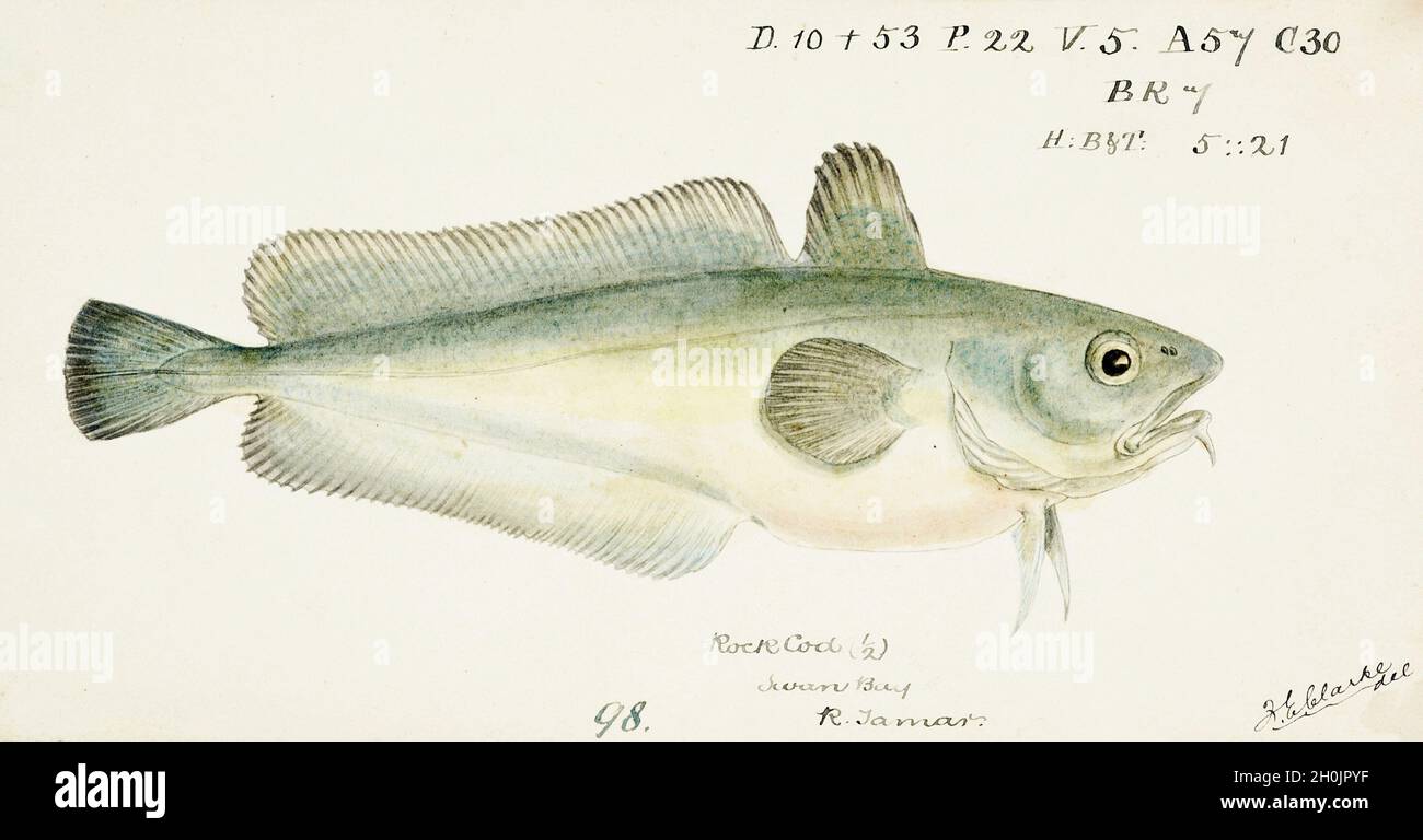 Frank Edward Clarke vintage fish illustration - Rock Cod Stock Photo ...