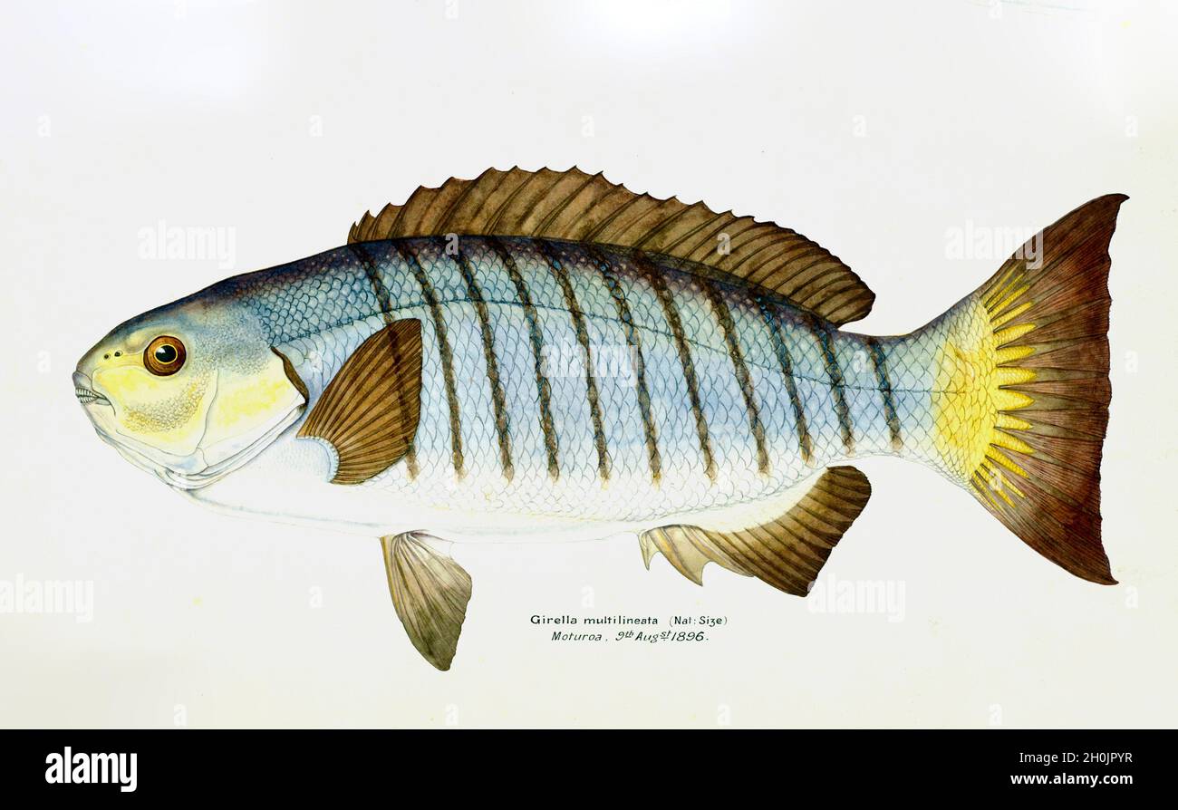 Frank Edward Clarke vintage fish illustration - Girella multineata ...