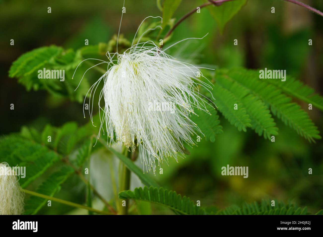 Persian silk tree flower with a natural background Stock Photo - Alamy