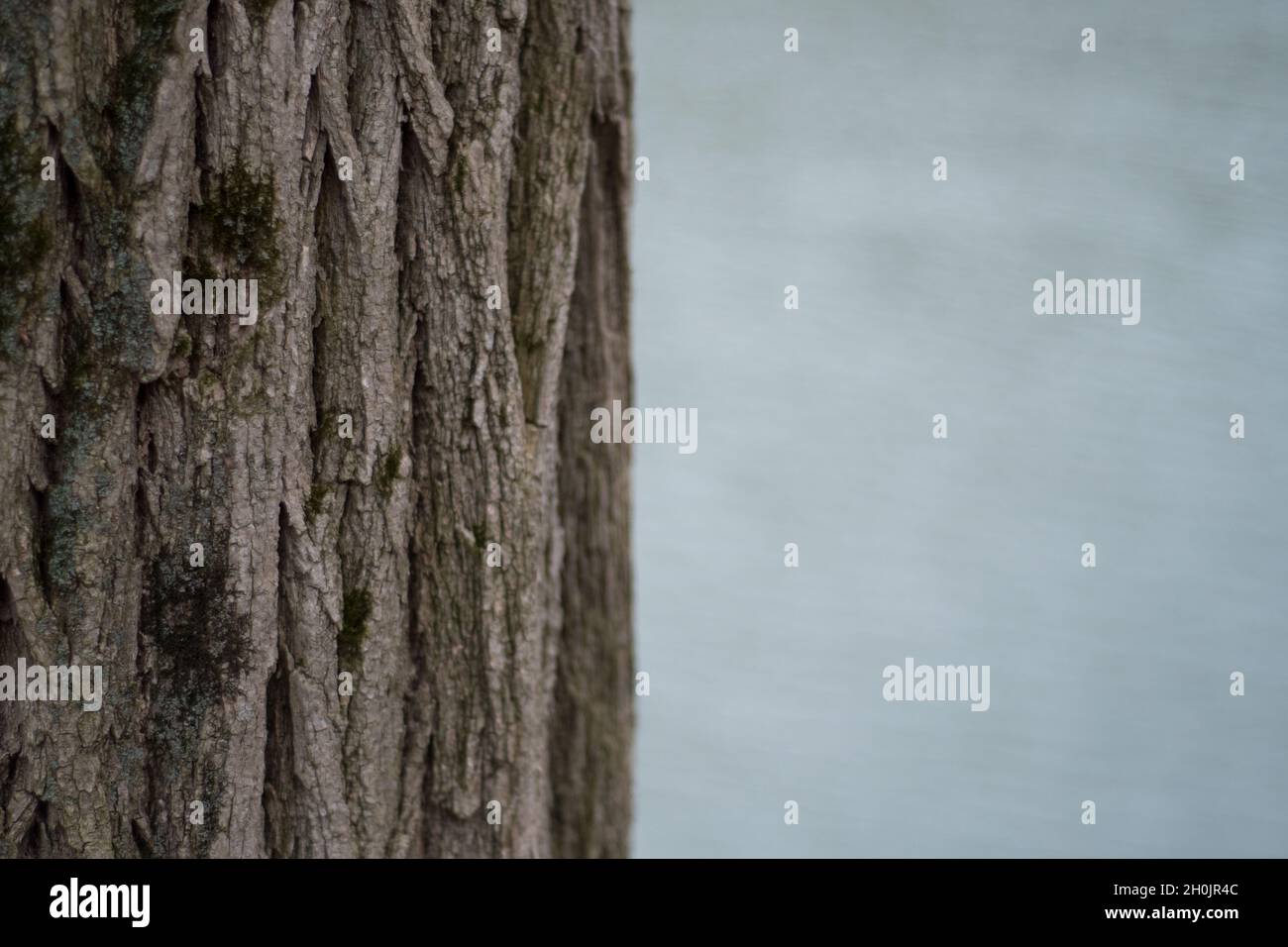 Tree Trunk New York Stock Photo - Alamy