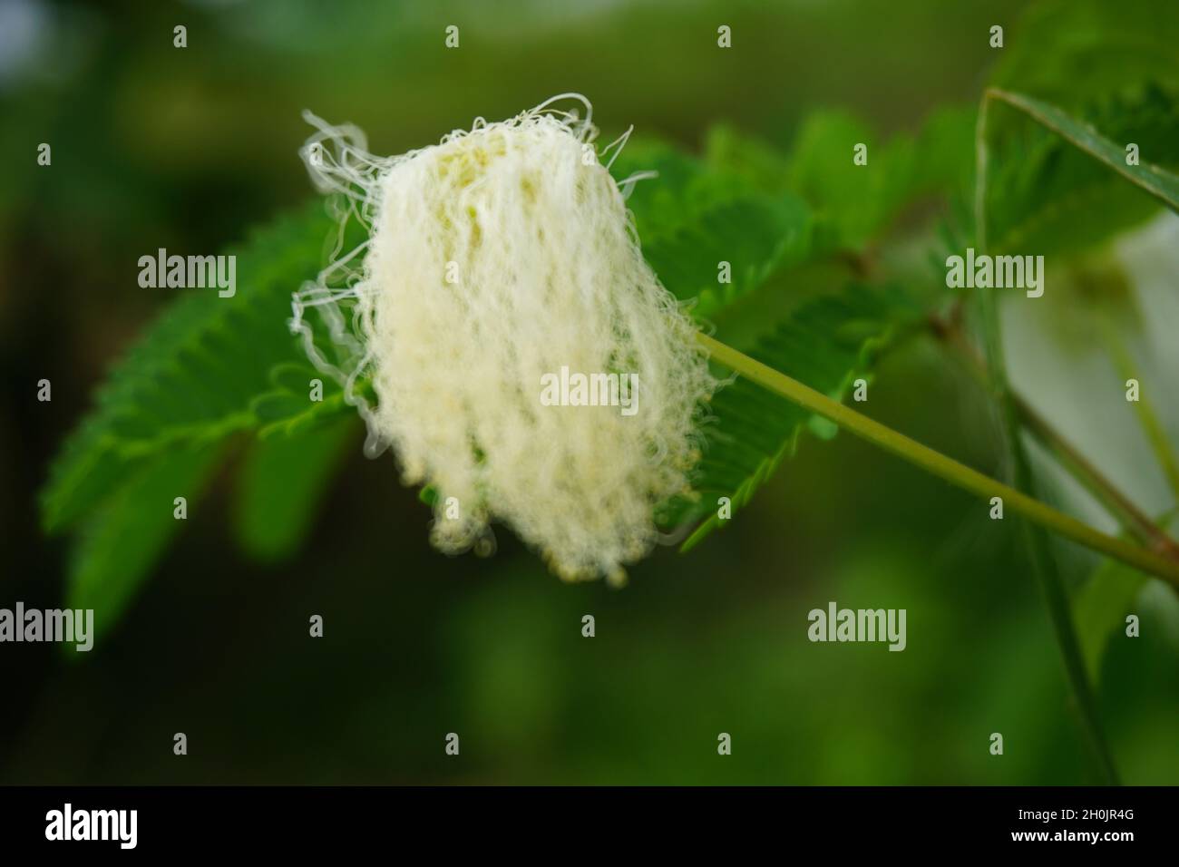 Persian silk tree flower with a natural background Stock Photo - Alamy