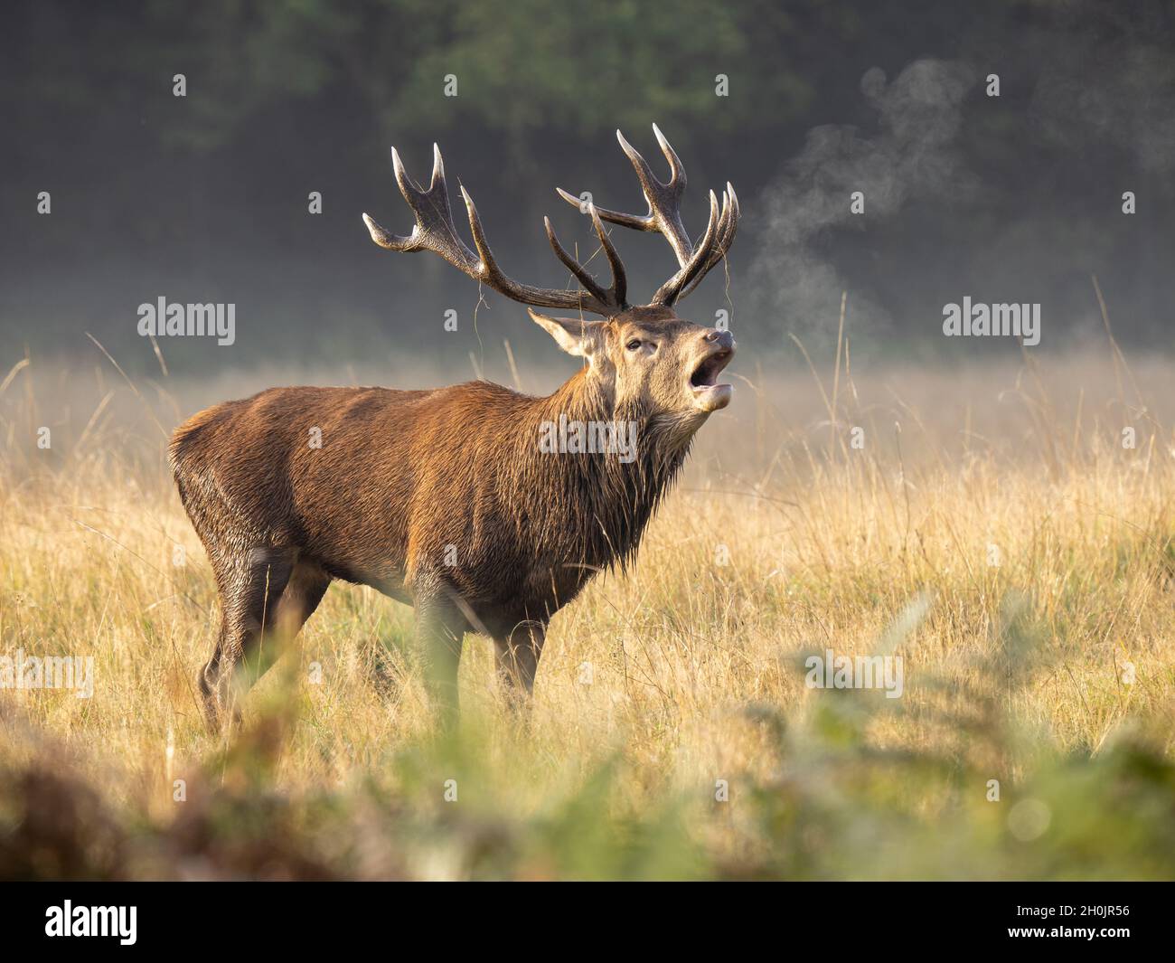 Red Deer Stag Bellowing at Dawn Stock Photo - Alamy