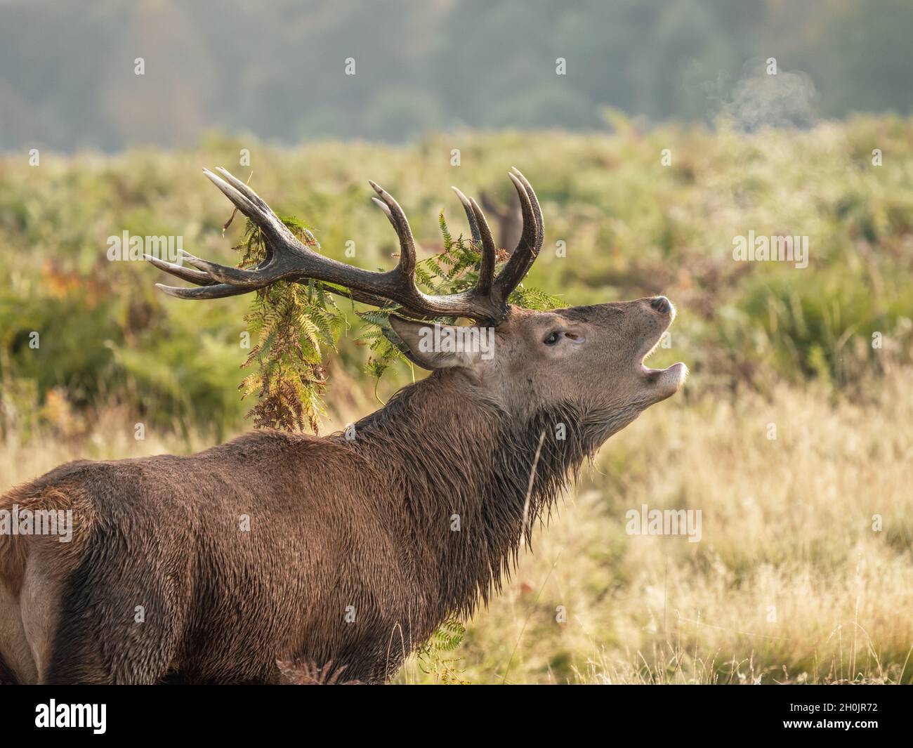 Stag sun rise hi-res stock photography and images - Alamy