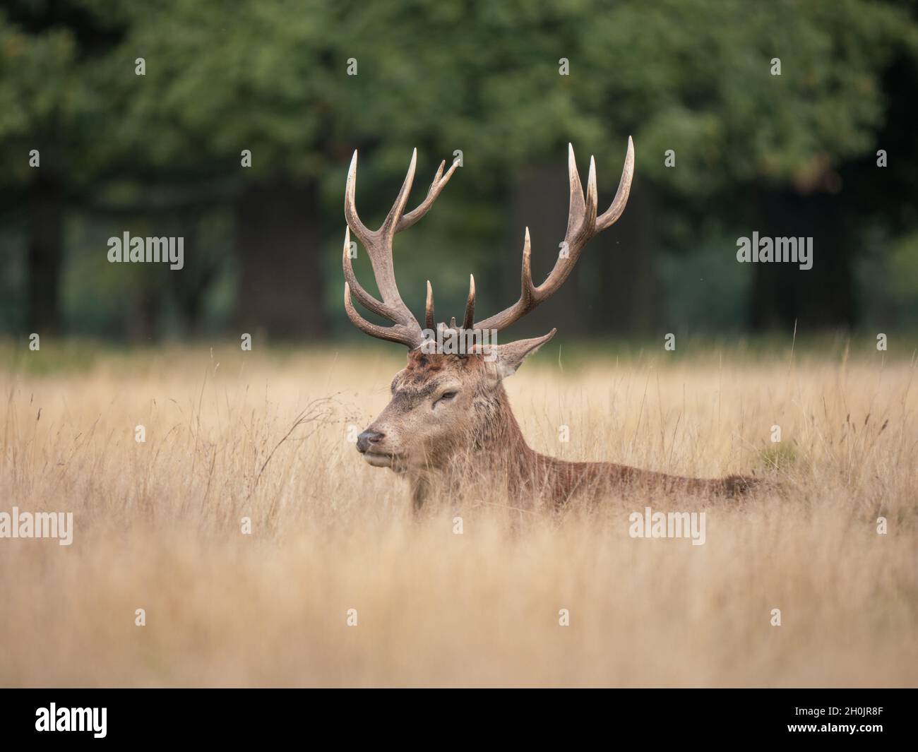 Red Deer Stag Laying in Grass Meadow Stock Photo - Alamy