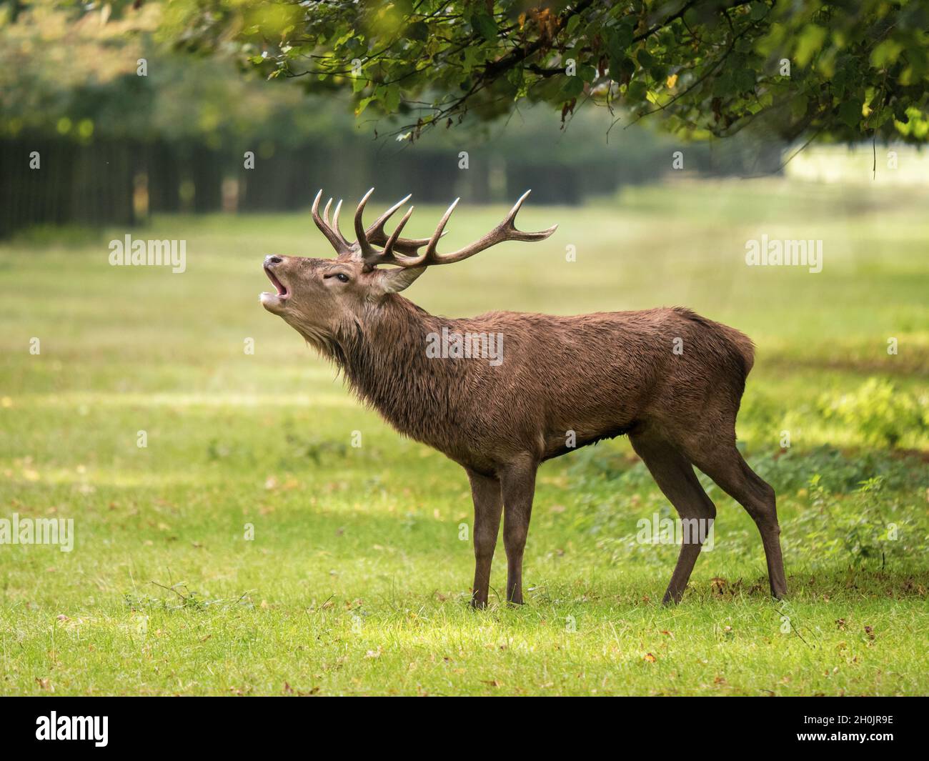 Red Deer Stag Bellowing at Dawn Stock Photo - Alamy