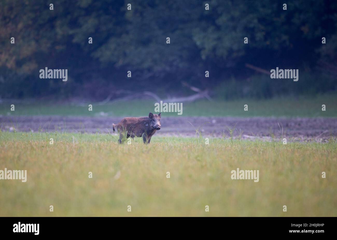 Wild boar walking on meadow with forest in background in summer time ...