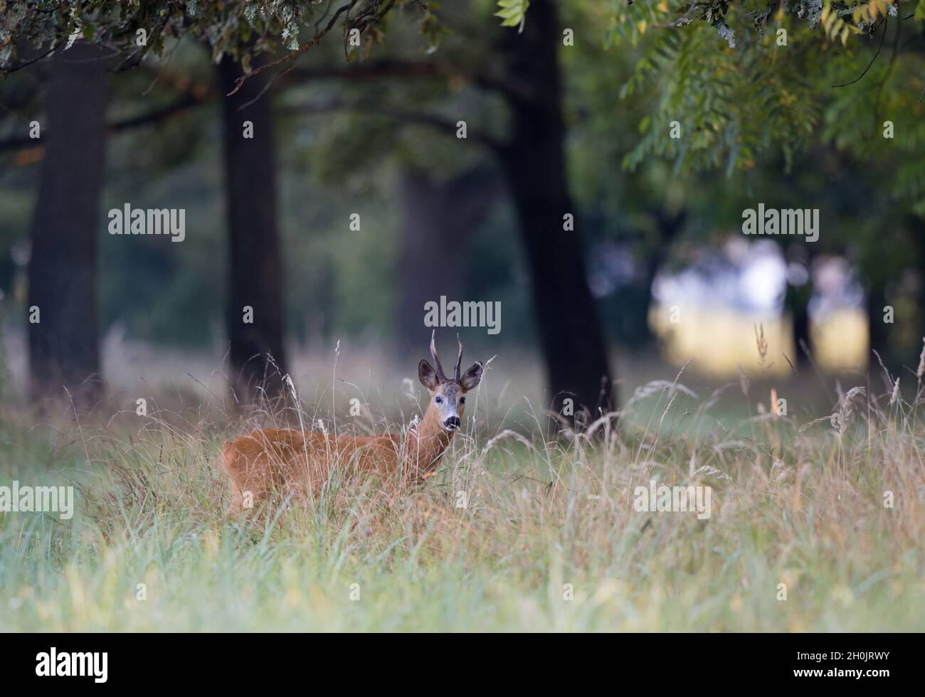 Roebuck with horns hi-res stock photography and images - Alamy