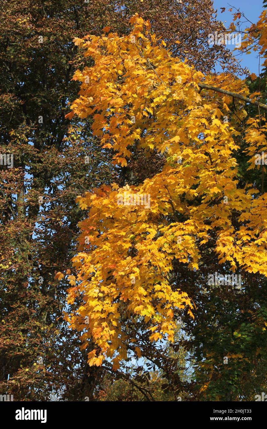 Amber leaves hi-res stock photography and images - Alamy