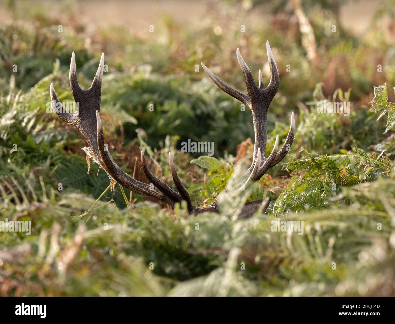 Red Deer Stag Antlers in Bracken Stock Photo - Alamy