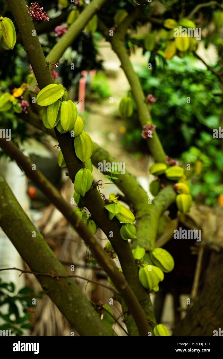 Star fruit tree flower hi-res stock photography and images - Alamy