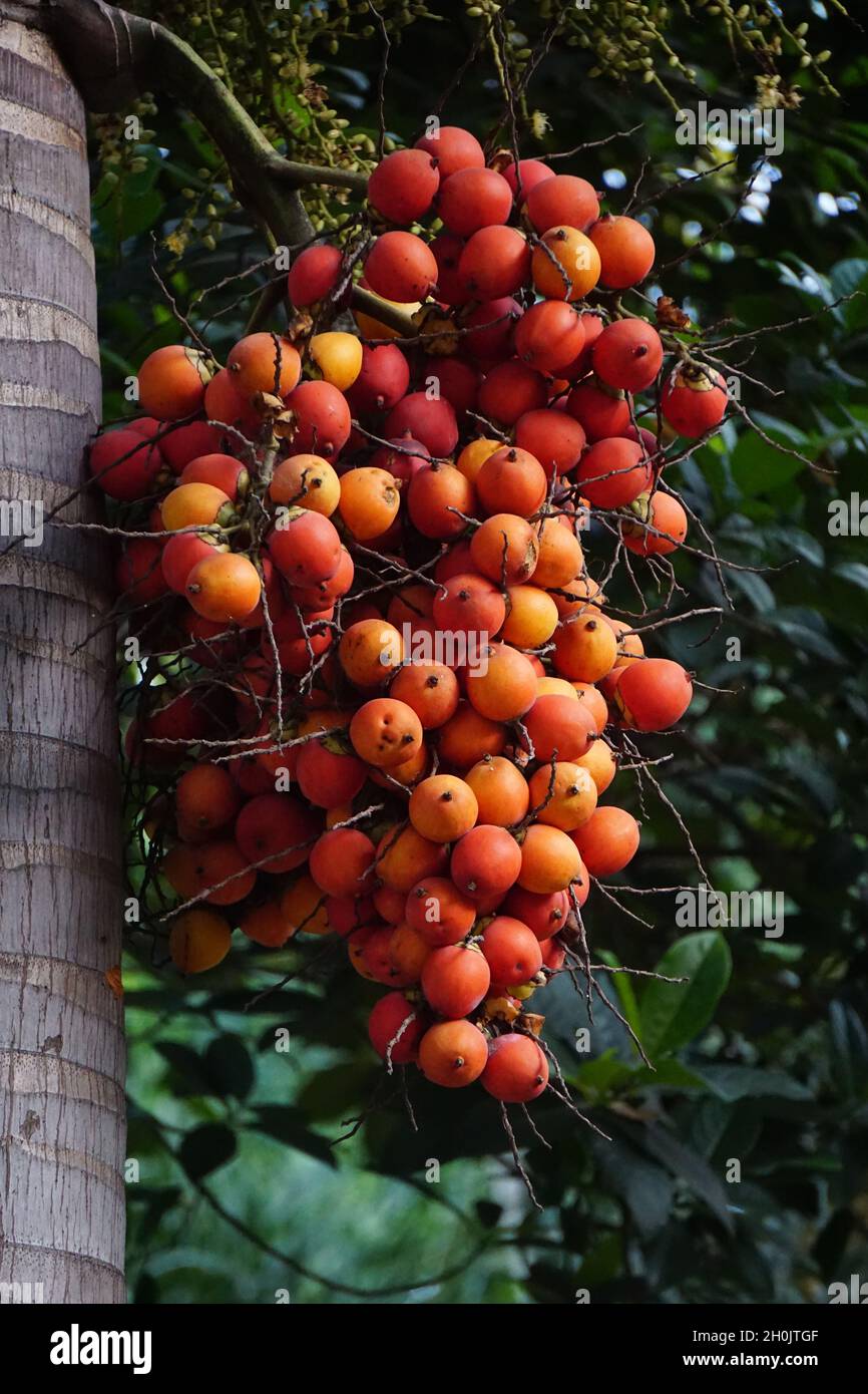 Palm tree fruit with a natural background. This also used it as herbal ...