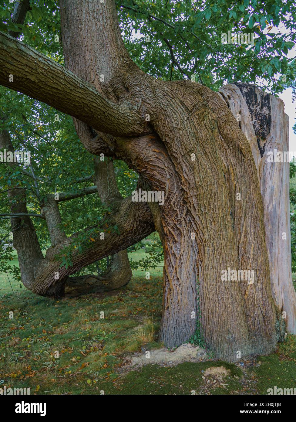 the 18th Century walking sweet chestnut tree at Bodnant Gardens, Wales ...